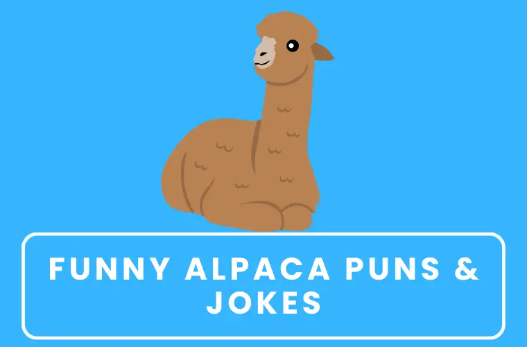 255+ Alpaca Puns and Jokes: Hilarious Laughs You’ll Love!