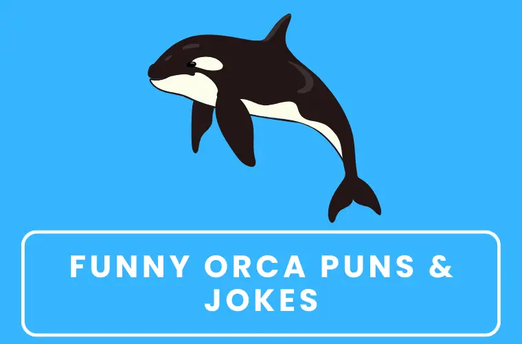 Orca-Puns-and-Jokes
